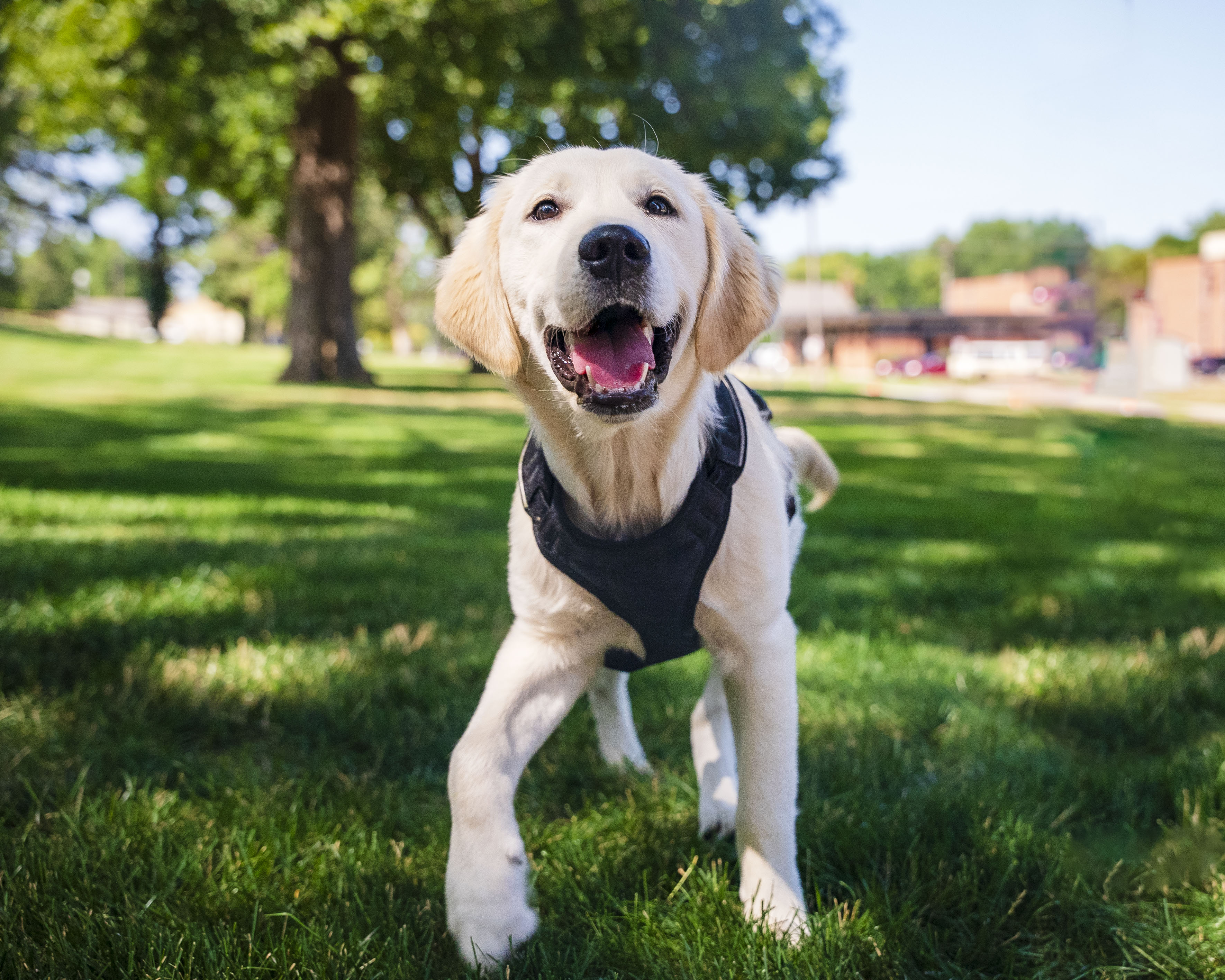 Augie Doggie Back in the Best Way | Augustana University Augie Doggie Back in the Best Way | Augustana University